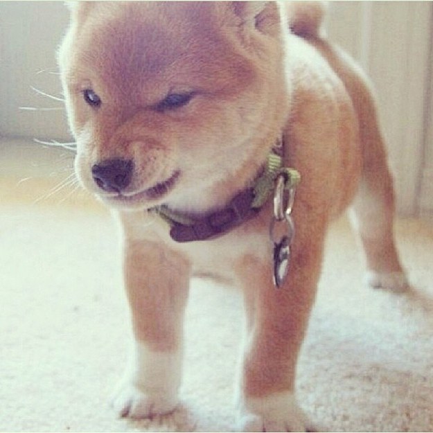 ToCode | CSS Cross Fade